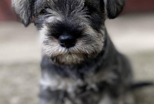 Patuljasti Šnaucer Miniature Schnauzer