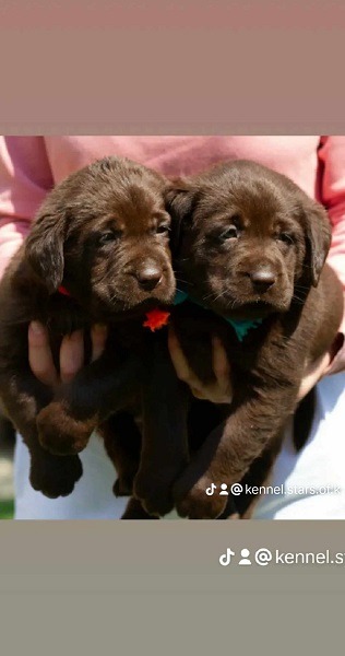 Labrador retriver štenci