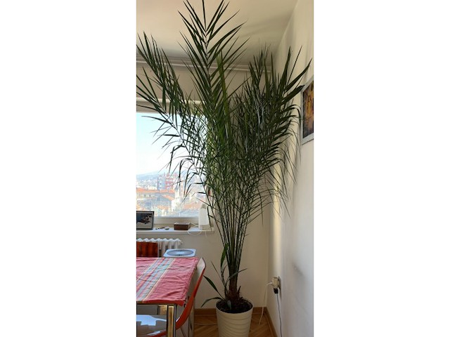 Palma urme - Phoenix dactyliferia