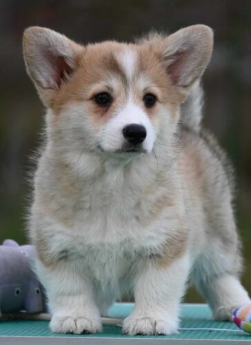 Velski korgi/Welsh Corgi Pembroke