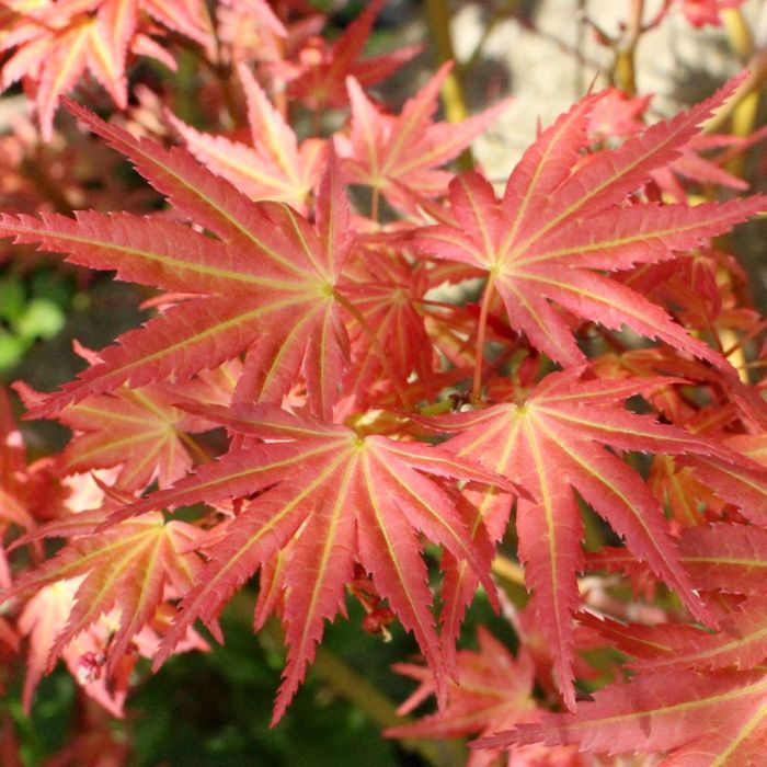 Acer Palmatum Brown Sugar - Japanski Javor