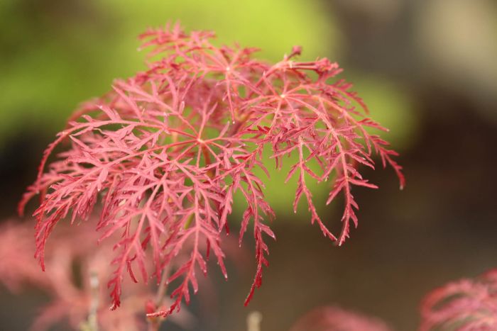 Acer Palmatum Dissectum Red Feather - Javor Crveno Pero