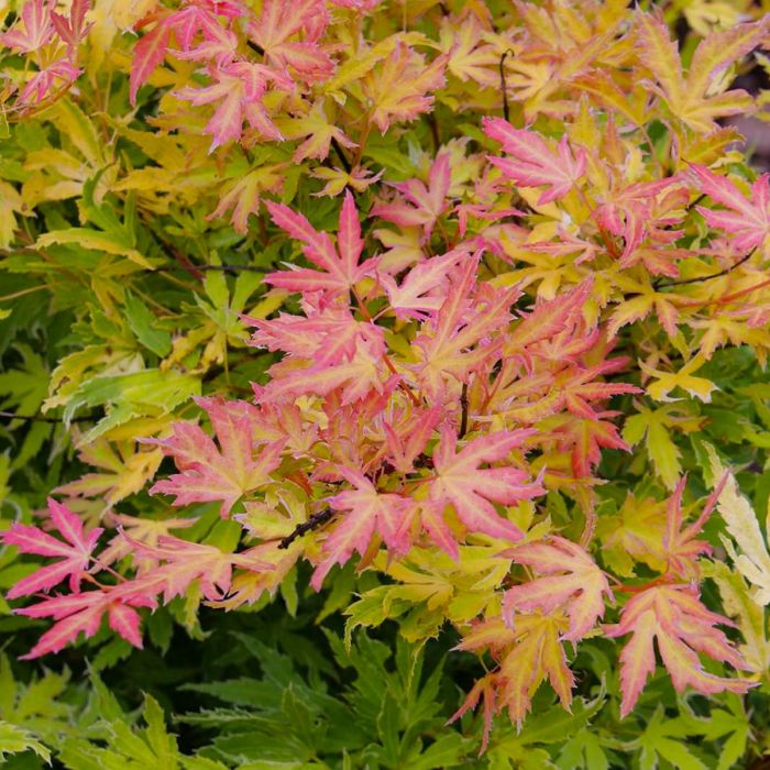 Acer Palmatum Metamorphosa - Japanski Javor