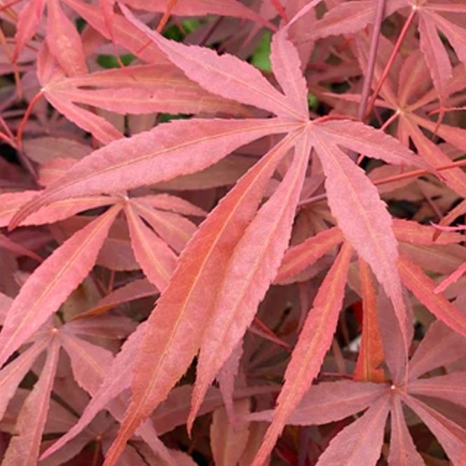 Acer Palmatum Peve Deve - Japanski Javor