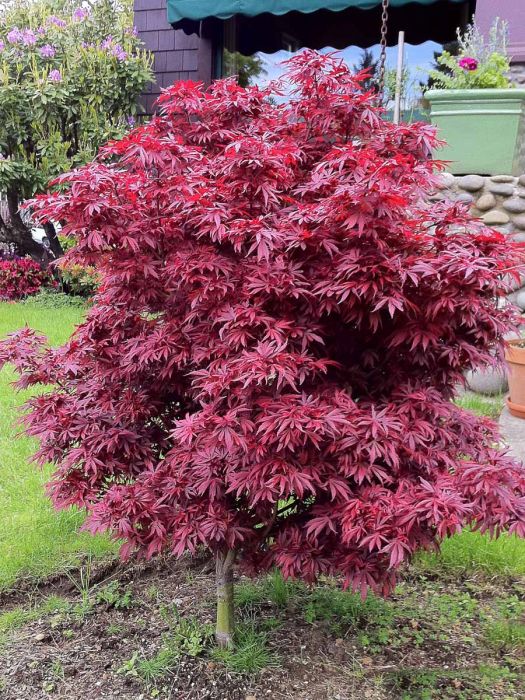 Acer Palmatum Shaina - Japanski Javor