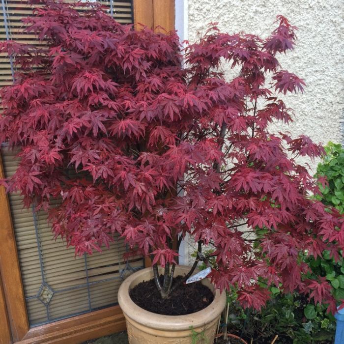 Acer Palmatum Skeeter’s Broom - Veštičja Metla