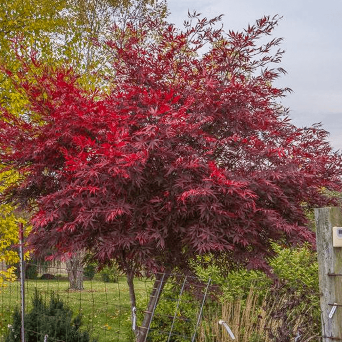 Acer Palmatum Sumi-Nagashi - Japanski Javor