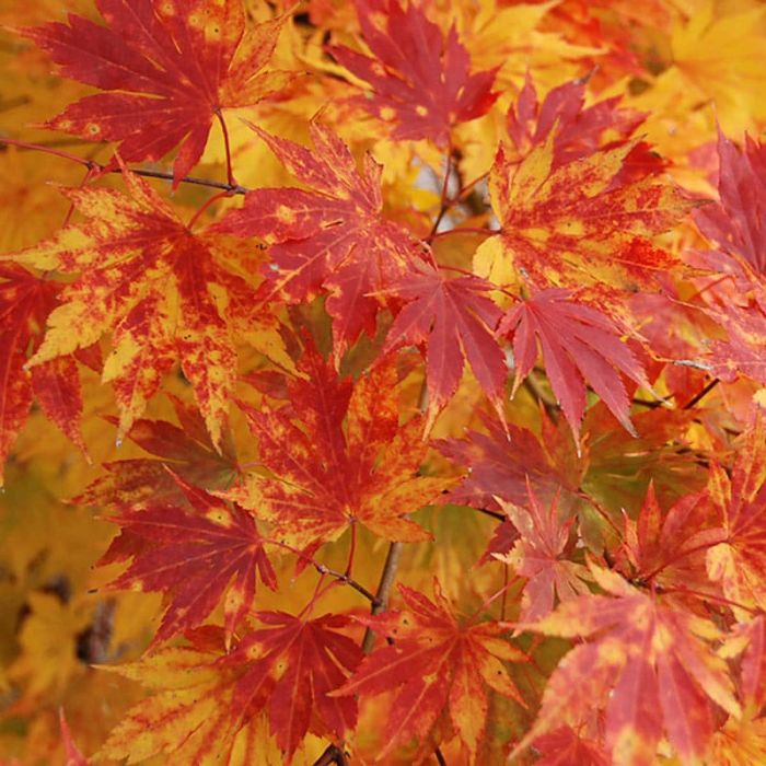 Acer Pseudosiebboldianum North Wind - Japanski Javor