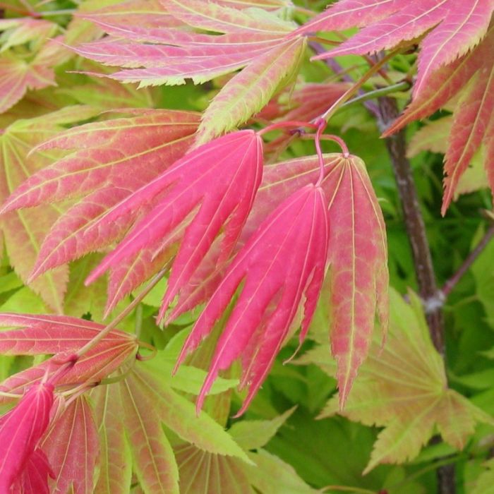 Acer Shirasawanum Moonrise - Javor Punog Meseca