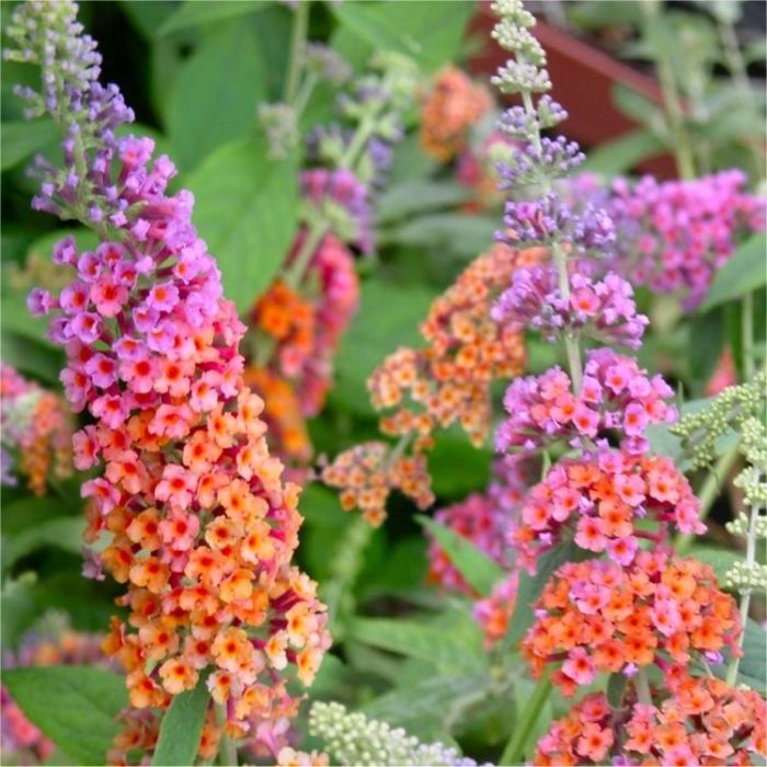 Buddleja Flower Power - Letnji Jorgovan