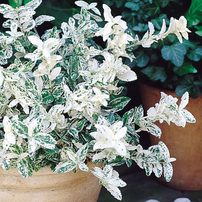 Euonymus Fortunei Harlequin - Kurika