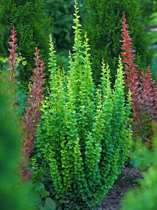 Berberis Thunbergii Erecta - Stubasti Berberis