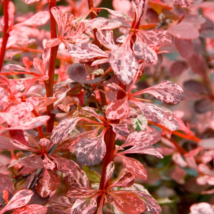 Berberis Thunbergii Harlequin - Berberis