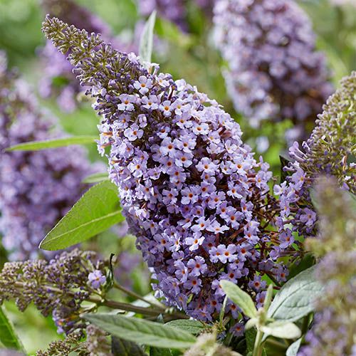 Buddleja Davidii Butterfly Candy Lila Sweetheart - Leptirov Grm