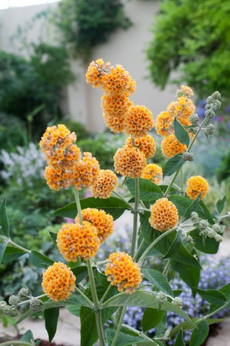 Buddleja Weyeriana Sungold - Leptirov Grm