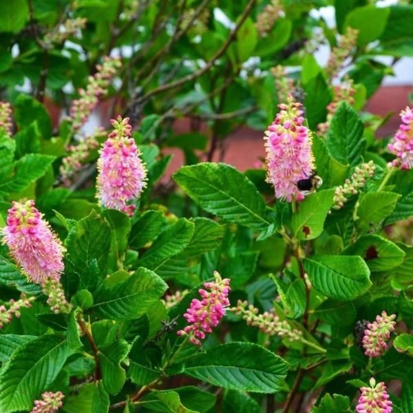 Clethra Alnifolia Ruby Spice - Slatki Planinski Lovor