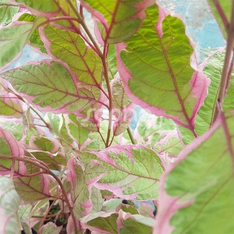 Cornus Alba Miracle - Šarenolisni Tatarski Dren
