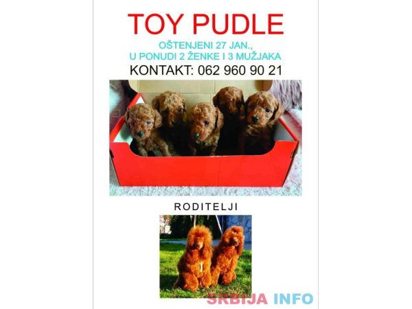 Na prodaju crvene Toy Pudle