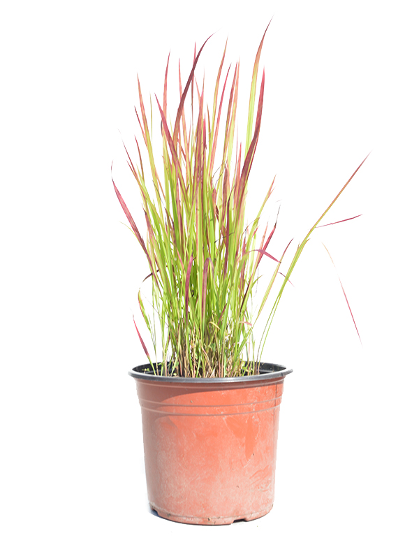 Imperata cylindrica ‘Red Baron’