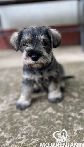 Patuljasti Šnaucer Miniature Schnauzer