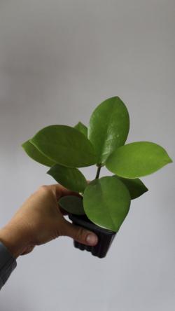 Hoya Australis