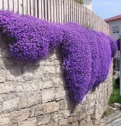 Aubretia Royal Violet (600 semenki)