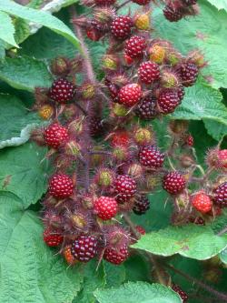 Japanska vinska malina (50 semenki) Japanese wineberry