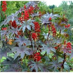 Ricinus communis (10 semenki)