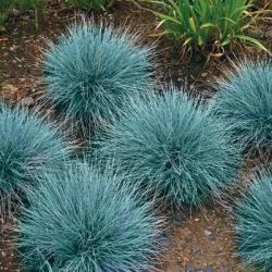 Festuca Glauca - plava trava (100 semenki)