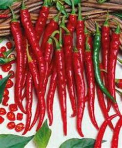 Chilli Cayenne long slim Red - crveni (50 semenki)
