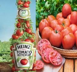 Heinz 1370 Kečap Paradajz (500 semenki)