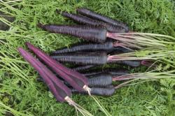 Šargarepa deep purple (500 semenki)