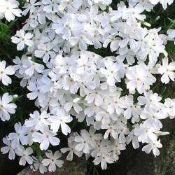 FLOKS polegli- Phlox subulata beli