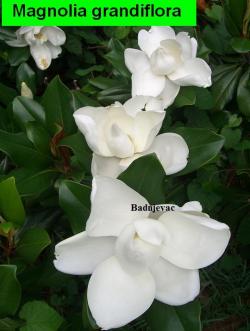 Magnolia grandiflora 1m sadnica