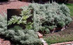 Artemisia Absinthium - Pelin (1000 semenki)