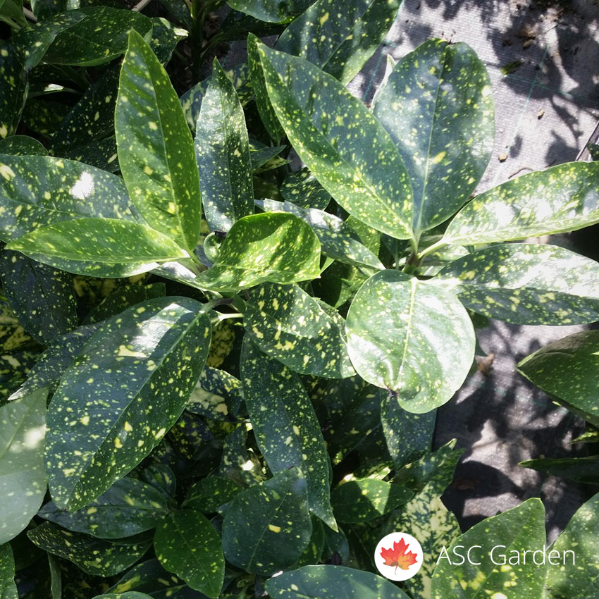 Aucuba japonica ‘Crotonifolia’ – Aukuba 40cm