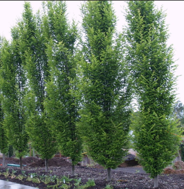 Carpinus betulus ‘Fastigiata’ – Piramidalni grab