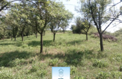Barajevo, Guncati, poljoprivredno zemljište ID#29051