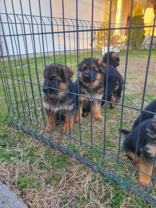 Nemacki Ovcar TOP štenci