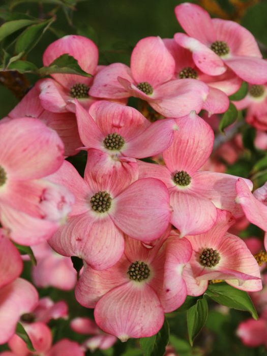 Cornus X Stellar Pink - Japanski Dren