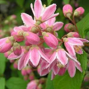 Deutzia Hybrida Tourbillon Rouge - Deucija