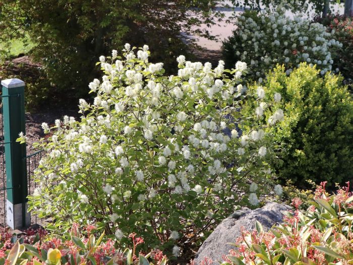 Fothergilla Intermedia Blue Shadow - Planinska veštica, Plava senka