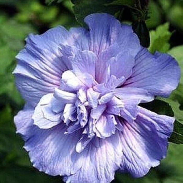 Hibiscus Syriacus Blue Chiffon - Drvenasti Hibiskus, Sirijska Ruža