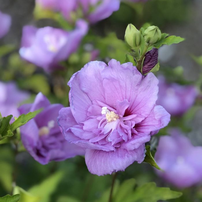 Hibiscus Syriacus Lavander Chiffon - Drvenasti Hibiskus, Sirijska Ruža