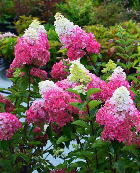 Hydrangea Paniculata Fraise Melba - Drvenasta Hortenzija