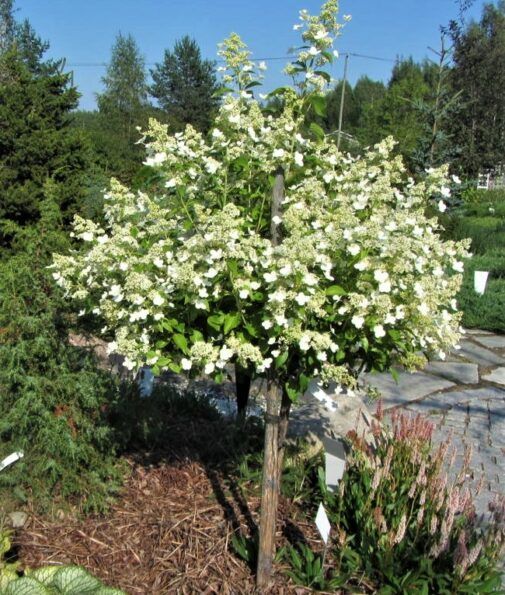 Hydrangea Paniculata Kyushu - Drvenasta Hortenzija na štapu visine 60cm