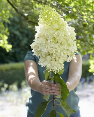 Hydrangea Paniculata Skyfall - Drvenasta Hortenzija