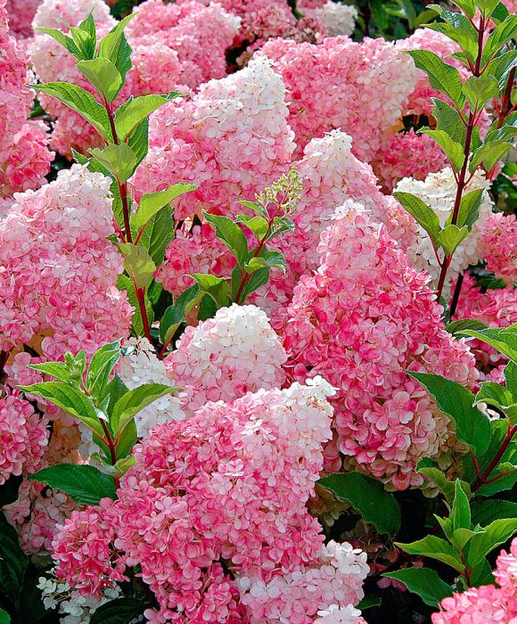 Hydrangea Paniculata Vanille Fraise - Hortenzija