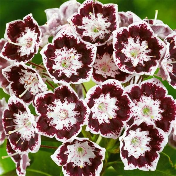Kalmia Latifolia Sterntaler - Planinski Lovor