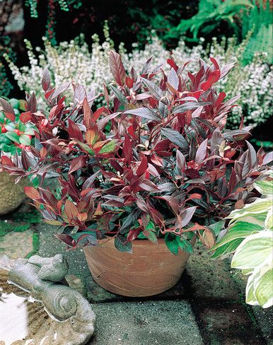 Leucothoe Zeblid - Leukote